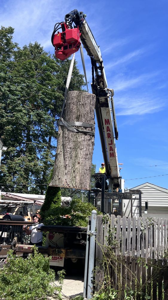 A&S TREE SERVICE - 26 Photos - Cleveland, Ohio - Tree Services - Phone ...