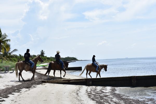 PALOMINO RANCH & TOURS - Updated September 2025 - 48 Photos & 19 ...