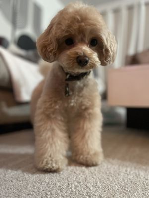 PAWS R US - Updated August 2025 - 87 Photos & 56 Reviews - 7955 N Cedar ...