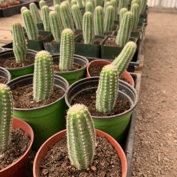 CACTUS MART - Updated July 2025 - 367 Photos & 166 Reviews - 49889 29 ...