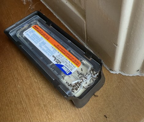 TRIGUARD PEST CONTROL - Updated December 2025 - 61 Photos & 416 Reviews ...