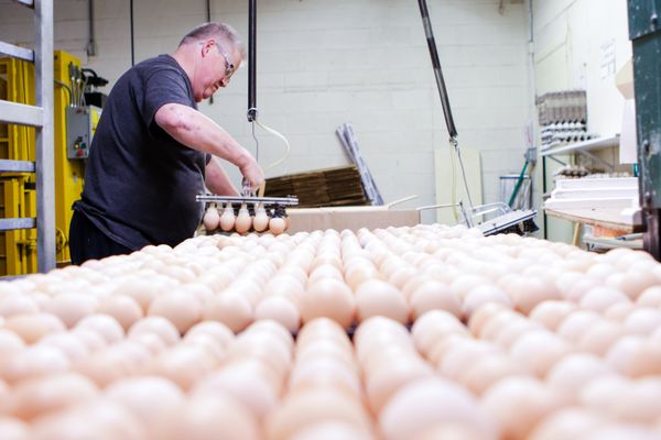 MOYER’S CHICKS - Updated December 2025 - 27 Photos & 12 Reviews - 266 E ...