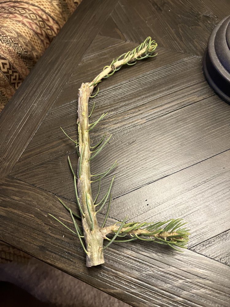 MESSIAH’S TREE FARM - Updated December 2025 - 7916 Alden Hwy, Bellaire ...