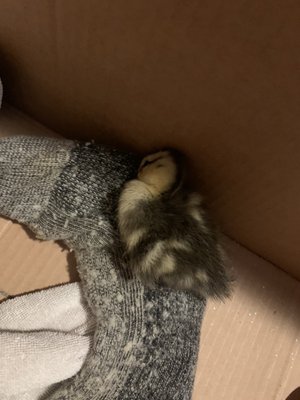 RUTH MELICHAR BIRD CENTER - ANIMALS IN DISTRESS ASSOCIATION - Updated ...