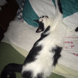 ANIMAL EMERGENCY HOSPITAL OF THE STRAND - 25 Photos & 27 Reviews ...