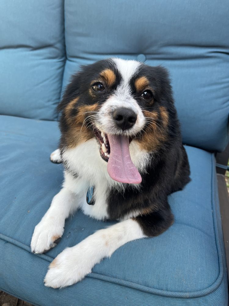 KENZO MOBILE GROOMING - Updated January 2026 - 20 Photos & 33 Reviews ...