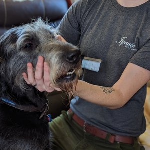 FURRY TAILS GROOMING - Updated April 2025 - 144 Photos - 173 Tina Ln ...