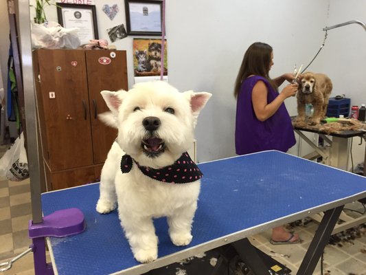DEBBIE TERNAN’S DOG & CAT GROOMING - Updated October 2025 - 12 Photos ...