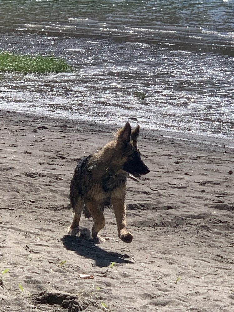 GERMAN SHEPHERD HAUS OF THE PACIFIC NORTHWEST - Updated August 2024 ...