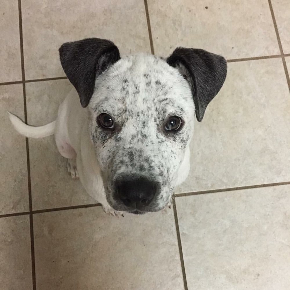 TOP DOG RANCH PETSITTING - 8518 Cahill Dr, Austin, TX - Yelp