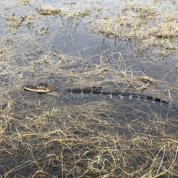 SWAMP DONKEY AIRBOAT RIDES - Updated January 2026 - 76 Photos & 28 ...