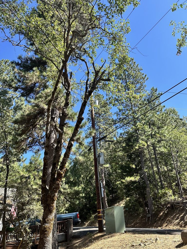 STRICKLAND TREE SERVICES & BRUSH CLEARING - Updated December 2025 - 32 ...