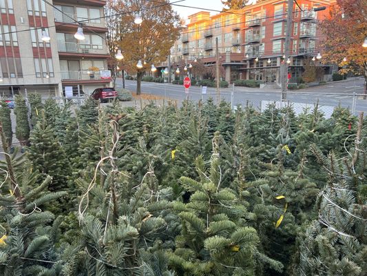 SEATTLE CHRISTMAS TREE - 139 Photos & 21 Reviews - 3839 Stone Way N ...