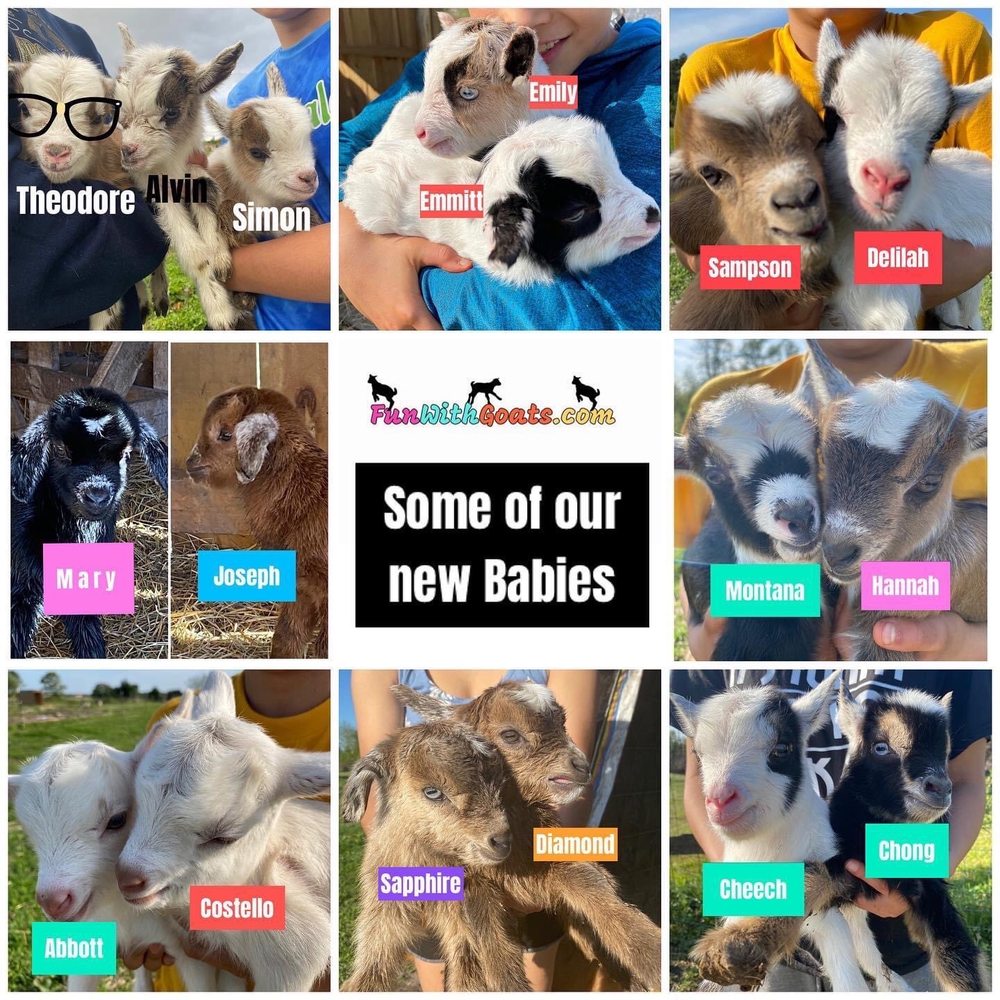 FUN WITH GOATS - Updated July 2025 - 21 Photos - 2515 Tulls Creek Rd ...