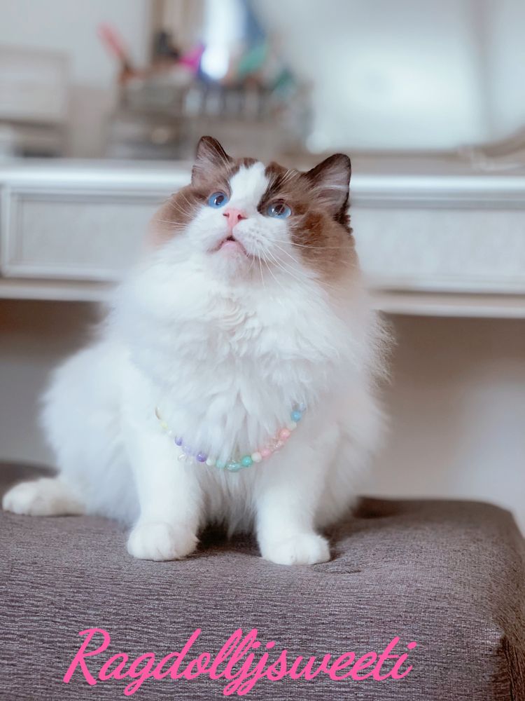 RAGDOLLJJSWEETI - Updated December 2025 - 223 Photos & 21 Reviews ...