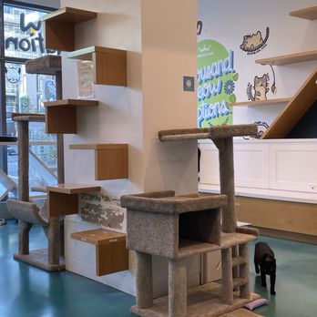 REGAL CAT CAFE - Updated January 2026 - 148 Photos & 44 Reviews - 303 ...