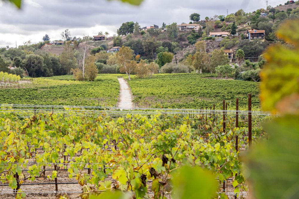 MONSERATE WINERY - 407 Photos & 180 Reviews - 2757 Gird Rd, Fallbrook ...