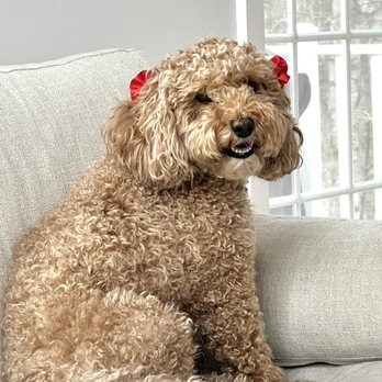 MORRIS ANIMAL INN - Updated December 2025 - 101 Photos & 108 Reviews ...