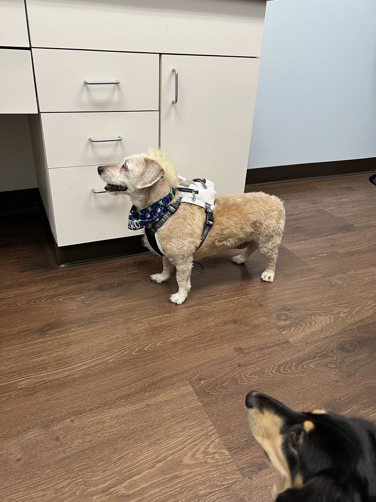 HAWAII KAI VETERINARY CLINIC - Updated May 2026 - 111 Photos & 191 ...