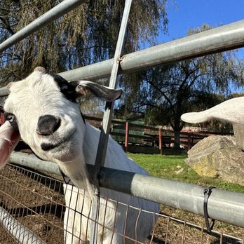 SILVERMAN’S FARM - Updated July 2025 - 185 Photos & 135 Reviews - 451 ...