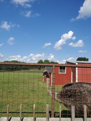 BRIGHT’S ZOO - 52 Photos & 22 Reviews - 3425 Hwy 11 E, Limestone ...