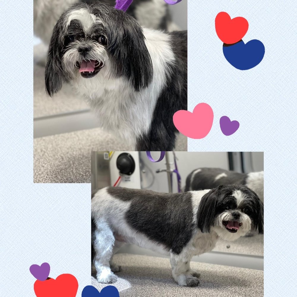 PAWSITIVELY ELEGANT - Updated July 2025 - 48 Photos & 10 Reviews ...