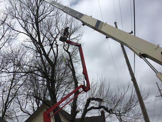 TREEO TREE SERVICE - INDIANAPOLIS - Updated November 2025 - 13 Photos ...