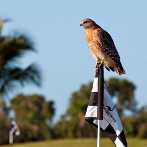 THE ROOKERY AT MARCO - Updated June 2025 - 31 Photos - 3433 Club Center ...