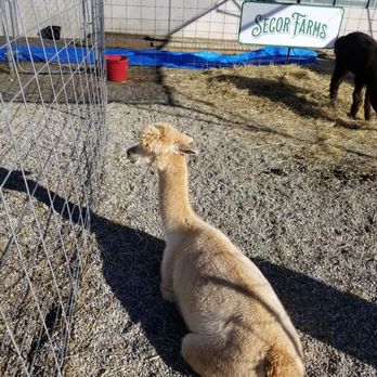 SECOR FARMS - Updated February 2025 - 244 Photos & 81 Reviews - 168 ...