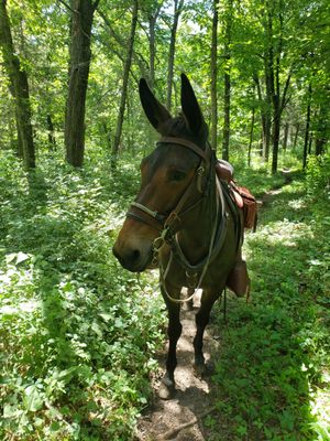 HIDDEN SPRING STABLES - Updated August 2025 - 193 Witt Rd, Eldon ...