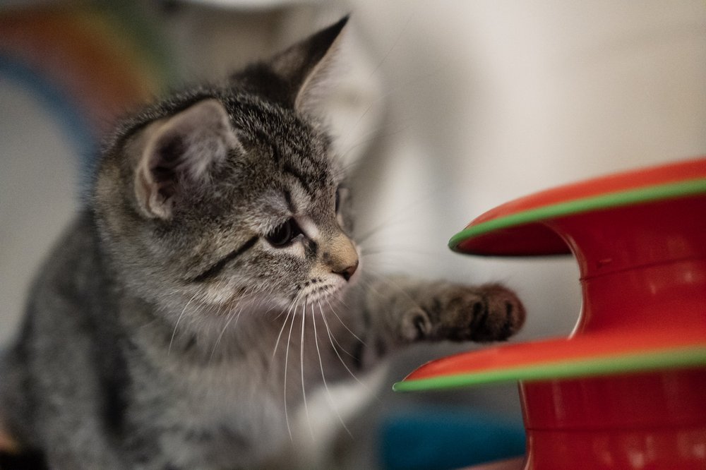 HUMANE SOCIETY OF HURON VALLEY - Updated August 2025 - 29 Photos & 107 ...