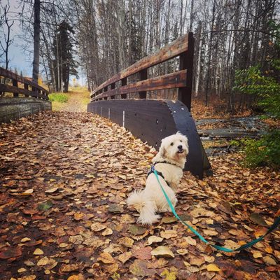 ALASKA ANIMAL RESCUE FRIENDS AARF - Updated October 2025 - Anchorage ...