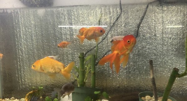 SUMMERLAND TROPICAL FISH FARMS - Updated December 2025 - 13955 SW 248th ...