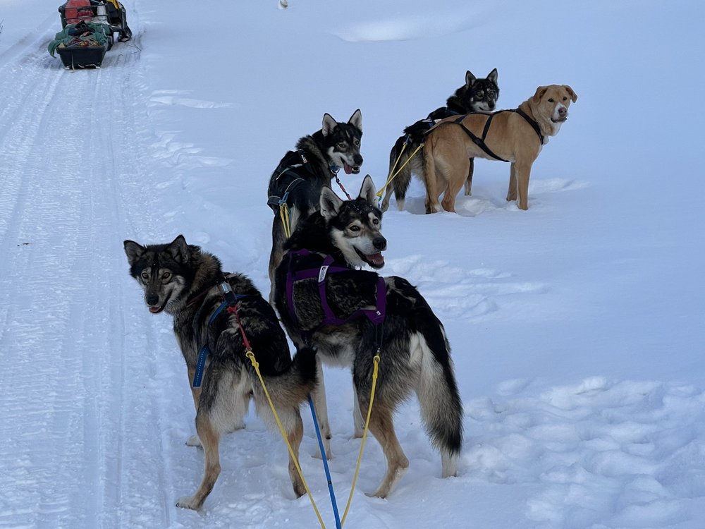 MUKTUK ADVENTURES - Updated January 2025 - 38 Photos - Km 1442.5 Alaska ...