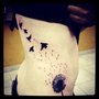 DUTCH TOUCH TATTOO & PIERCING - 94 Photos & 201 Reviews - 798 N 2nd St ...