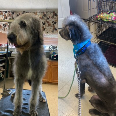 PET ZONE DOG GROOMING - Updated December 2025 - 12 Photos - 157 S ...