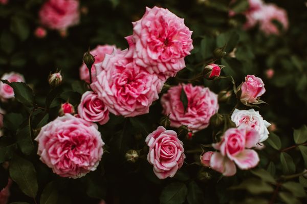 JC RAULSTON ARBORETUM - 523 Photos & 96 Reviews - 4415 Beryl Rd ...