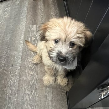 PUPZ N PALZ RESCUE - Updated August 2025 - 62 Photos & 116 Reviews ...