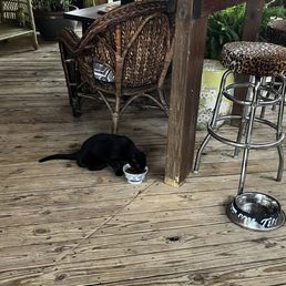 FRANKIE’S DAWG HOUSE - Updated November 2024 - 288 Photos & 171 Reviews ...