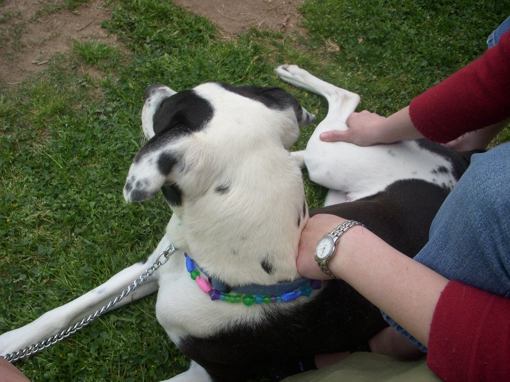 SKILLFUL PAWS - Updated May 2024 - 15 Reviews - Austin, Texas - Pet ...