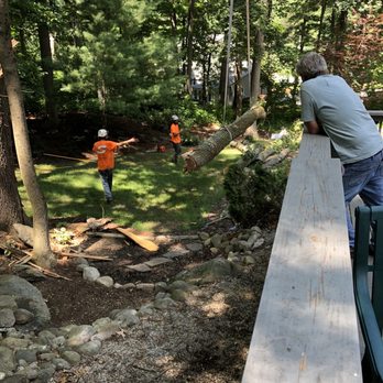 STANLEY TREE SERVICE - 10 Photos & 43 Reviews - 275 George Washington ...