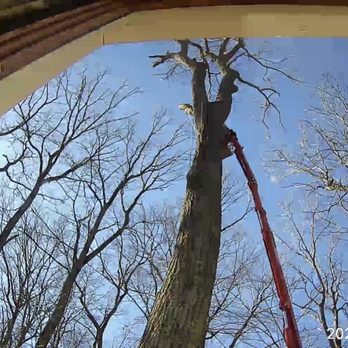 BOBS TREE SERVICE - Updated December 2025 - 12 Photos - Colchester ...