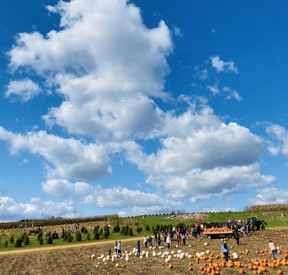 GAVER TREE FARM & PUMPKIN PATCH - Updated August 2025 - 264 Photos ...