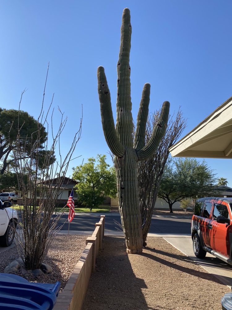 ROADRUNNER CACTUS - Updated August 2024 - 34 Photos & 11 Reviews ...