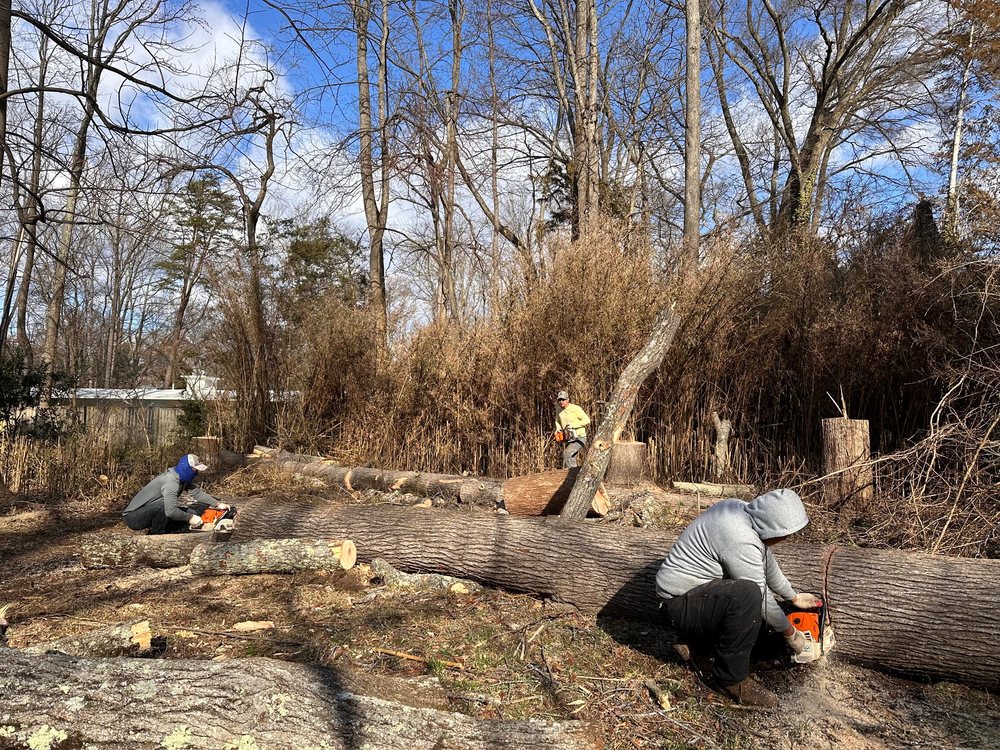 TREEWORK UNLIMITED - Updated September 2025 - 33 Photos & 67 Reviews ...