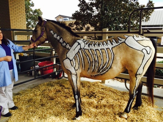 LSU VETERINARY TEACHING HOSPITAL - Updated May 2026 - 12 Photos & 13 ...