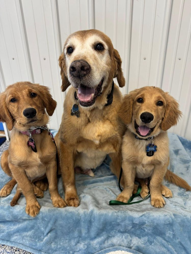 CANINE SOLUTIONS - Updated December 2025 - 31 Photos - 1268 County Rd ...