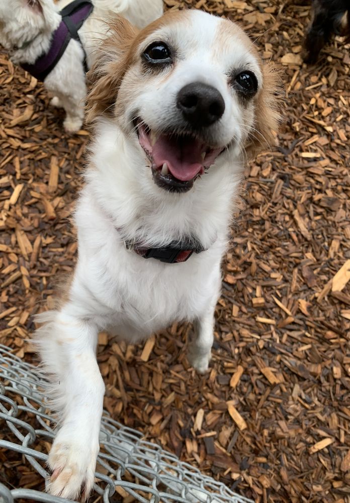 THE DOG RESORT - Updated July 2024 - 38 Photos & 19 Reviews - 629 S ...