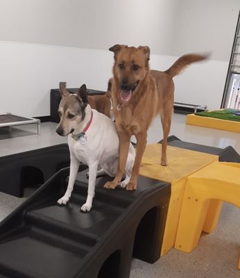 PLAYFUL PACK - Updated December 2025 - 21 Photos & 31 Reviews - 7520 ...