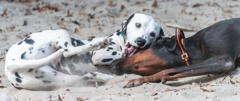 PENDLETON KING BARK PARK - Updated October 2025 - 67 Photos & 24 ...